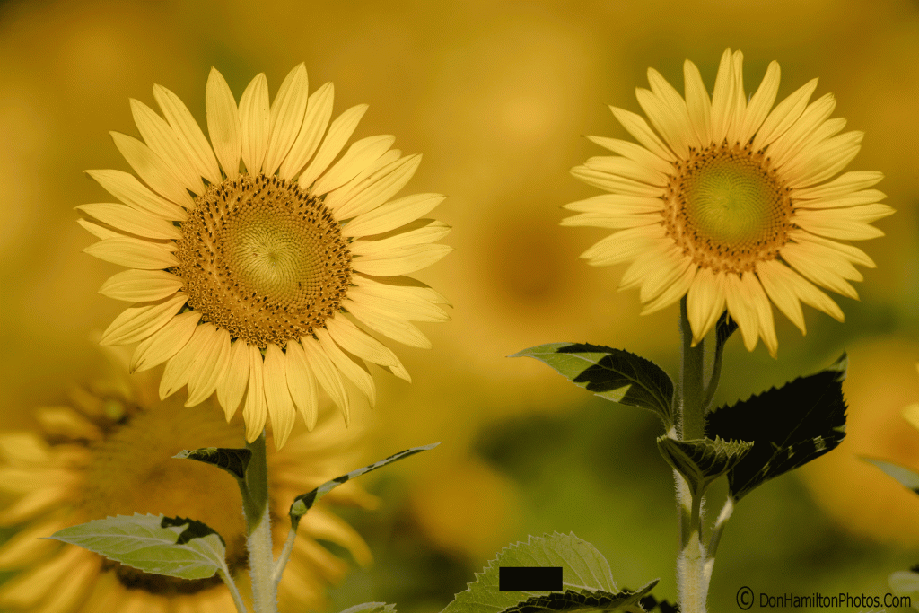 Don Hamilton: Sigma 500mm Lens Review – Bedford Blog