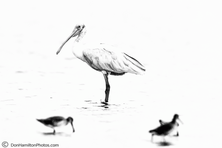 Don Hamilton: Sigma 500mm Lens Review – Bedford Blog