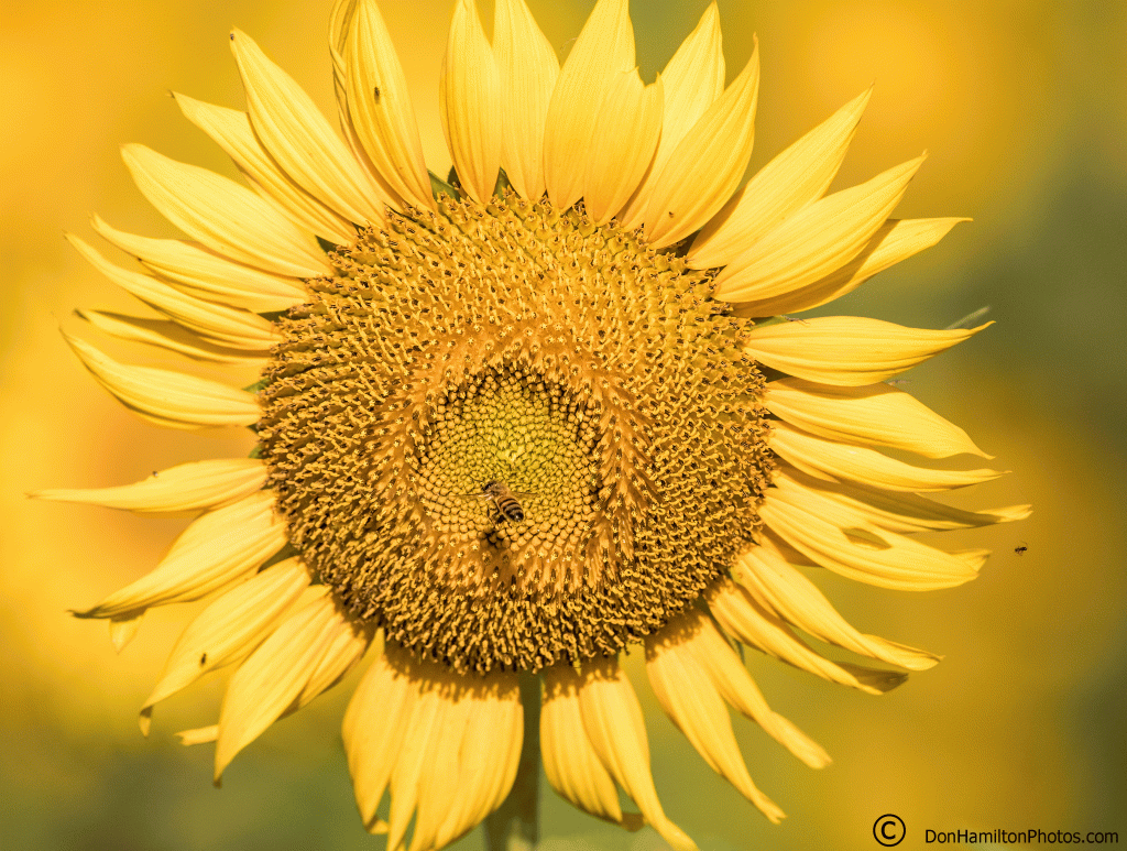 Don Hamilton: Sigma 500mm Lens Review – Bedford Blog