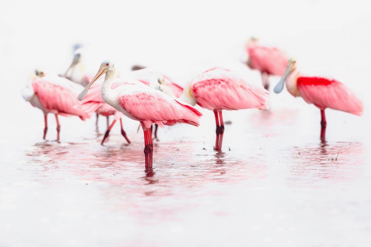 Don Hamilton: Sigma 500mm Lens Review – Bedford Blog