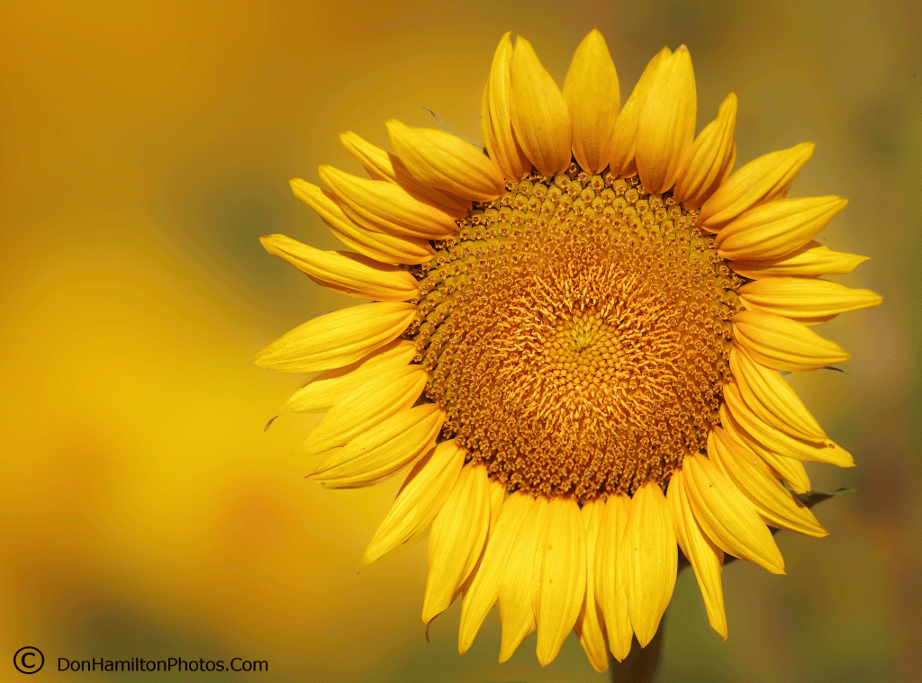 Don Hamilton: Sigma 500mm Lens Review – Bedford Blog